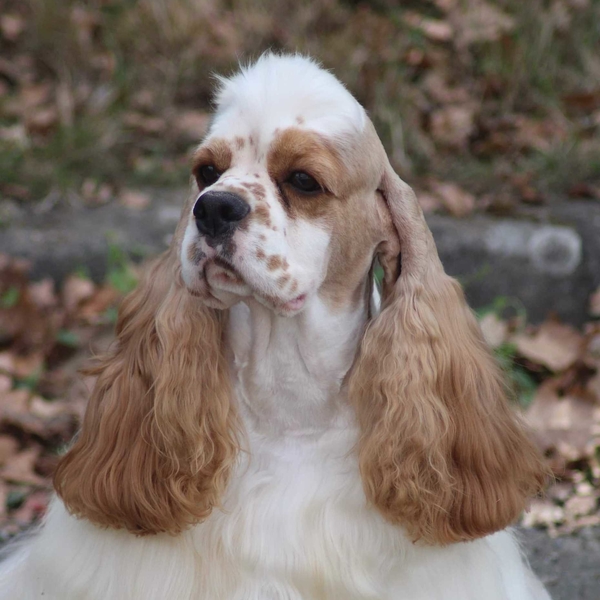 Élevage de cockers américains à Romagny-Fontenay