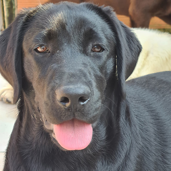 Élevage de Labrador entre Toulouse et Auch