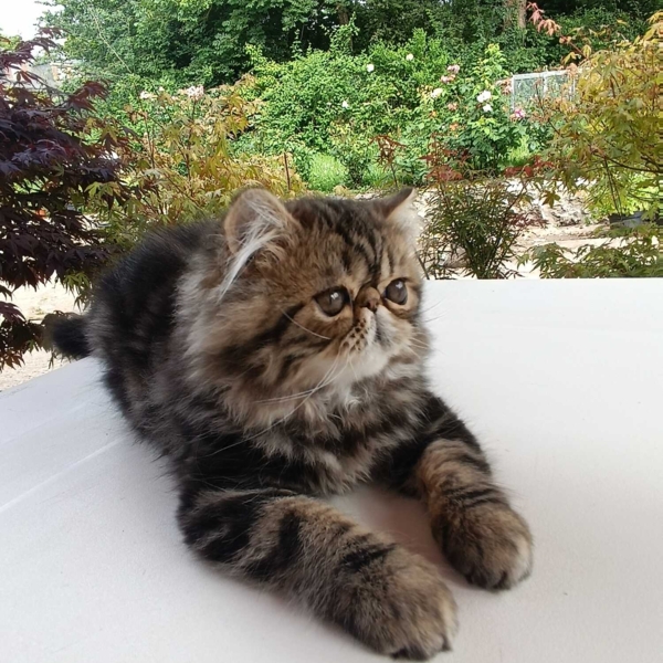 Élevage de chatons Persans à La Poterie-Cap-d'Antifer