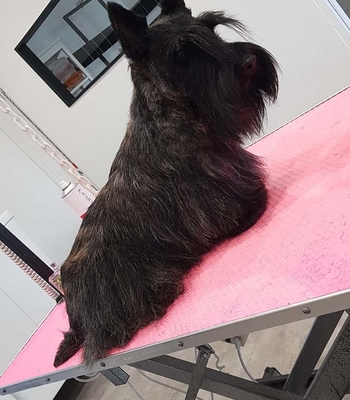 Toilettage canin à Tours | Prenez soin de votre chien