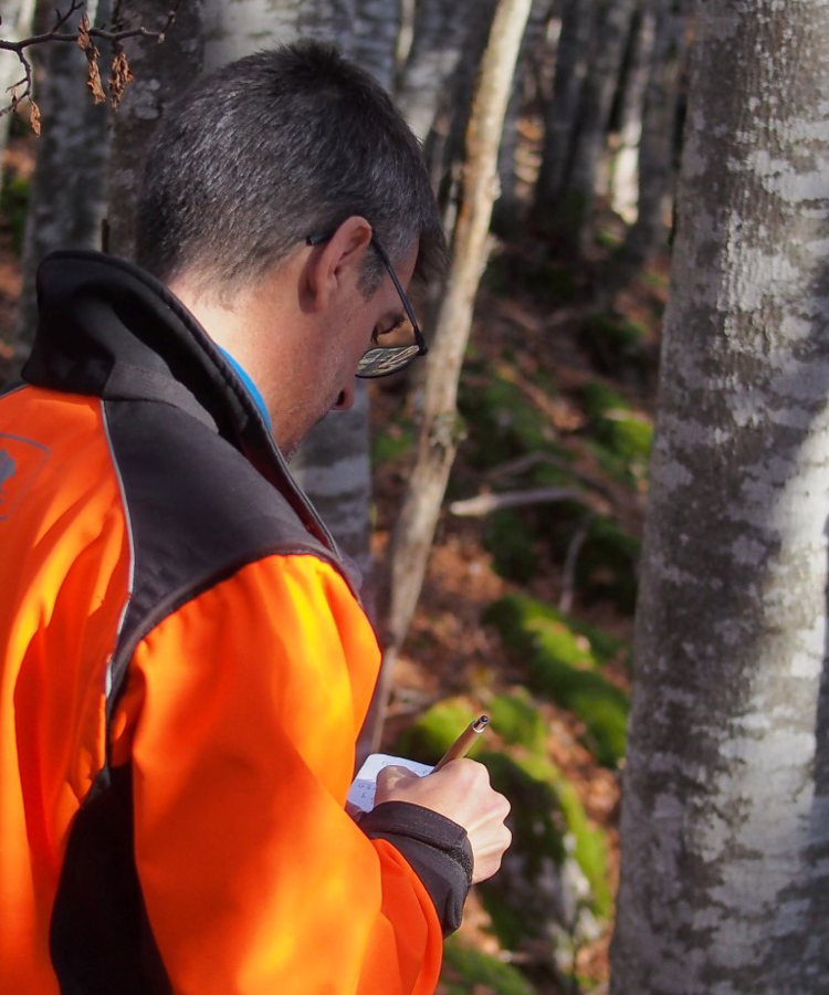 Exploitation des ressources forestières à Villard-de-Lans