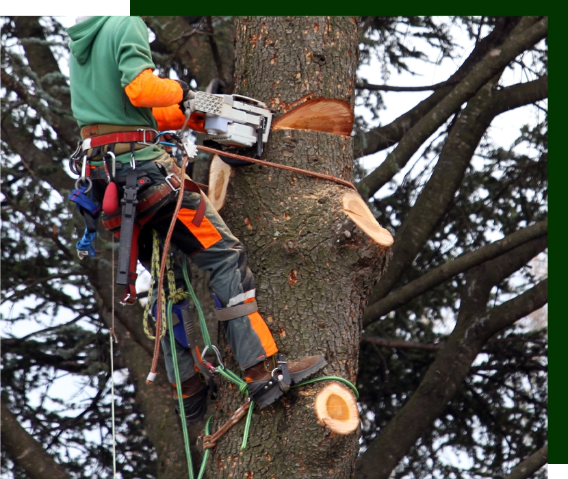 Travaux arboricoles à Marignane