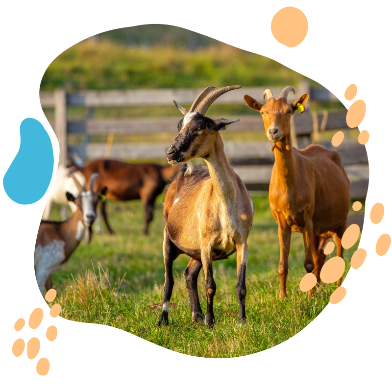 Élevage de chèvres de race caprine à Cahors