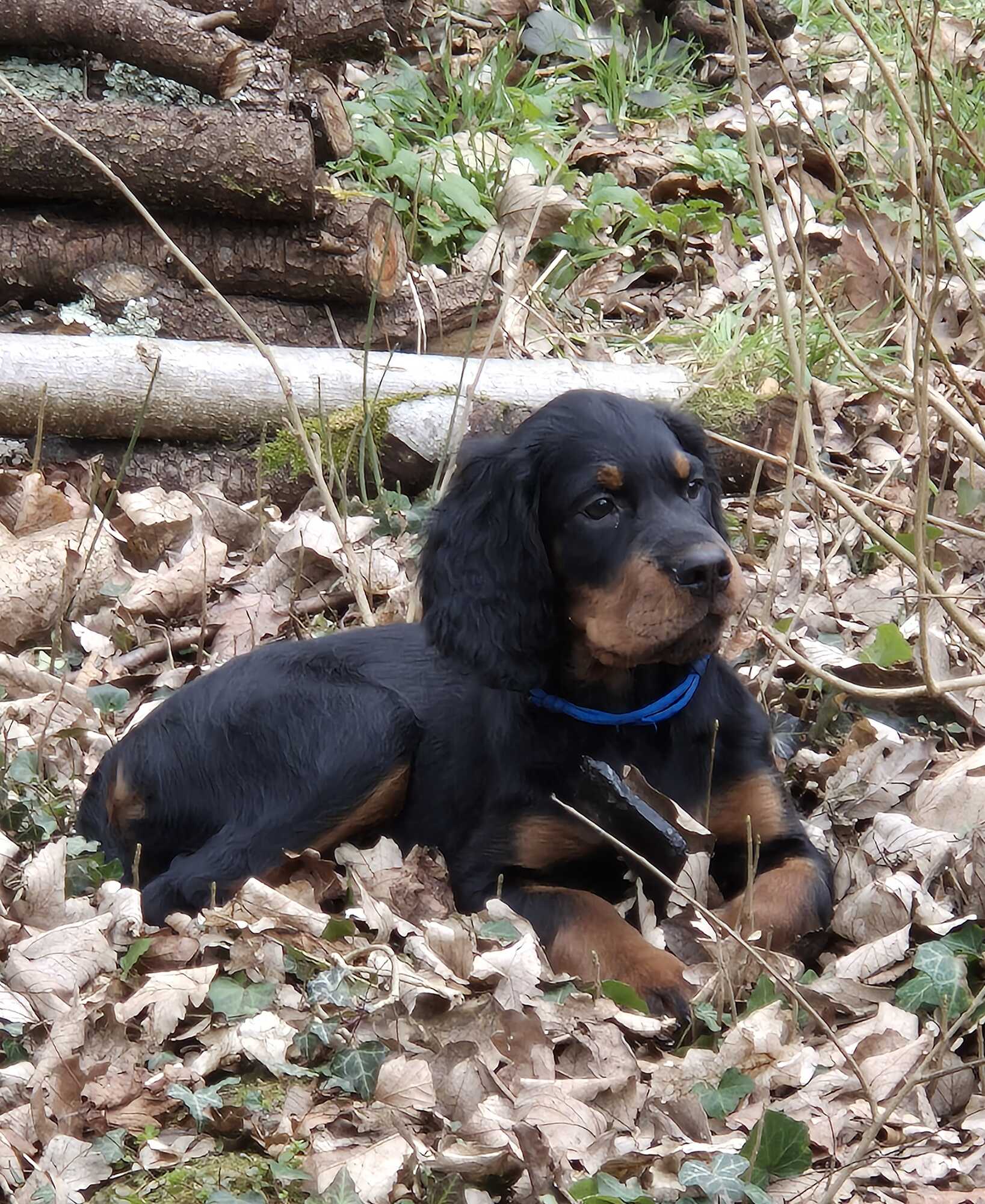 Accouplement de Chiens à Pierrefonds |en savoir plus