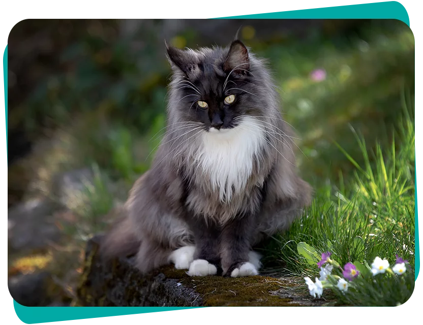 Chats Main Coon près de Toulouse