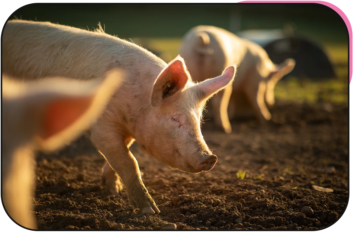 Élevage du porc fermier à Castéra-Verduzan | Contactez-nous