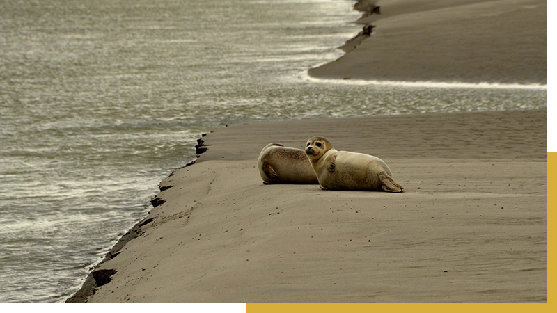 Où voir des phoques en Baie de Somme | Guide observation 2025