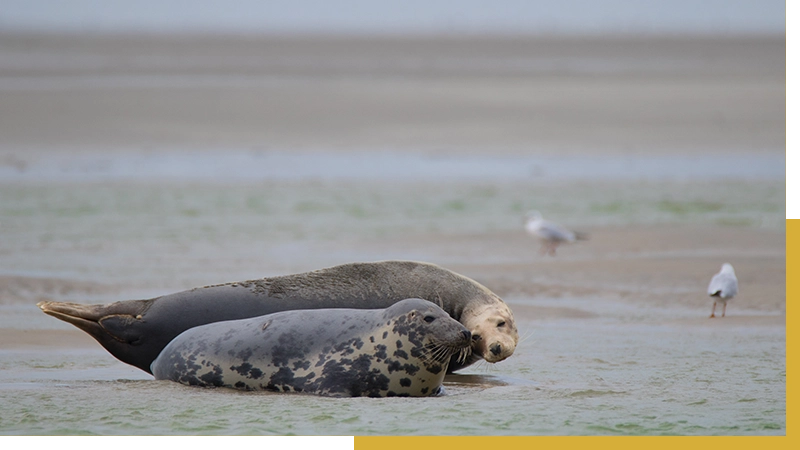 Où voir des phoques en Baie de Somme | Guide observation 2025
