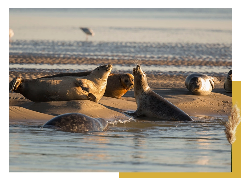 Où voir des phoques en Baie de Somme | Guide observation 2025