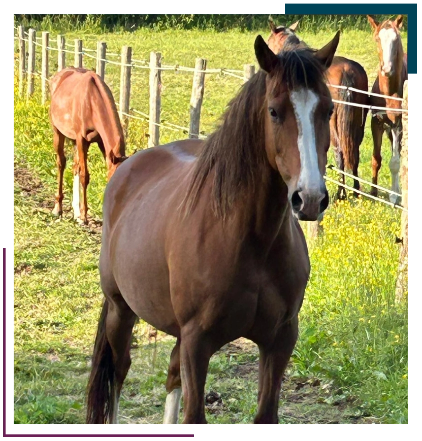 Chevaux à vendre Bonneville-la-Louvet |Trouvez votre cheval