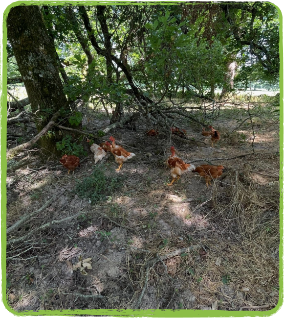 Poulets fermiers près de Mont-de-Marsan | Livraison rapide