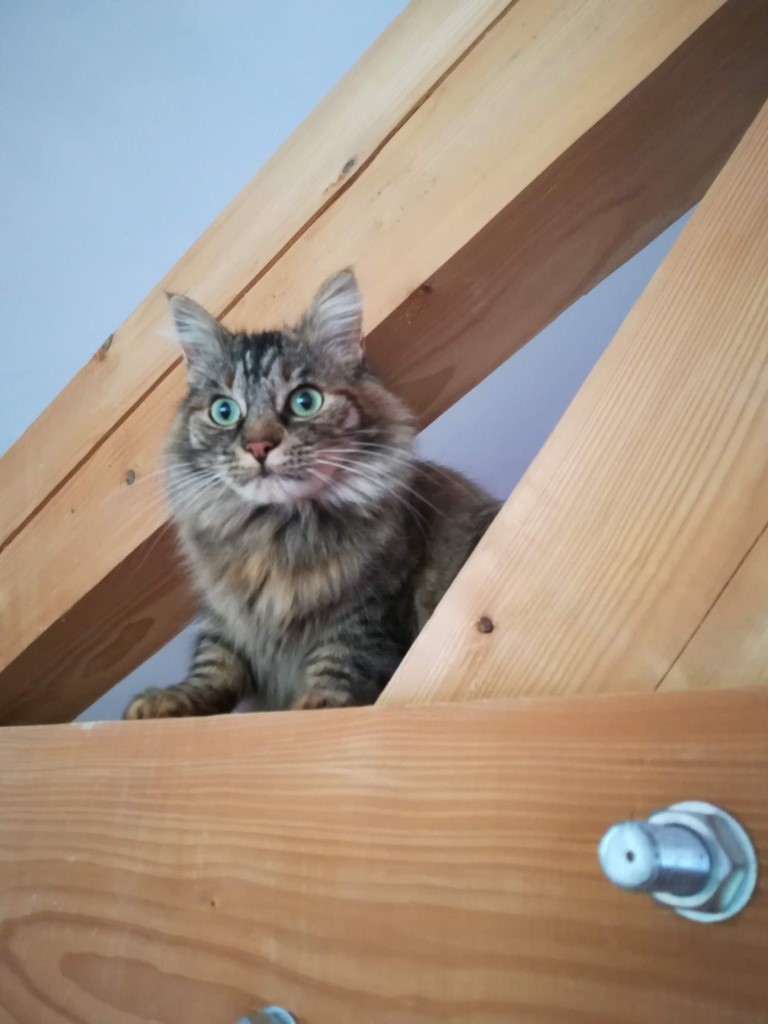 Pension féline à Frontignan-Savès | Au Chat Perché