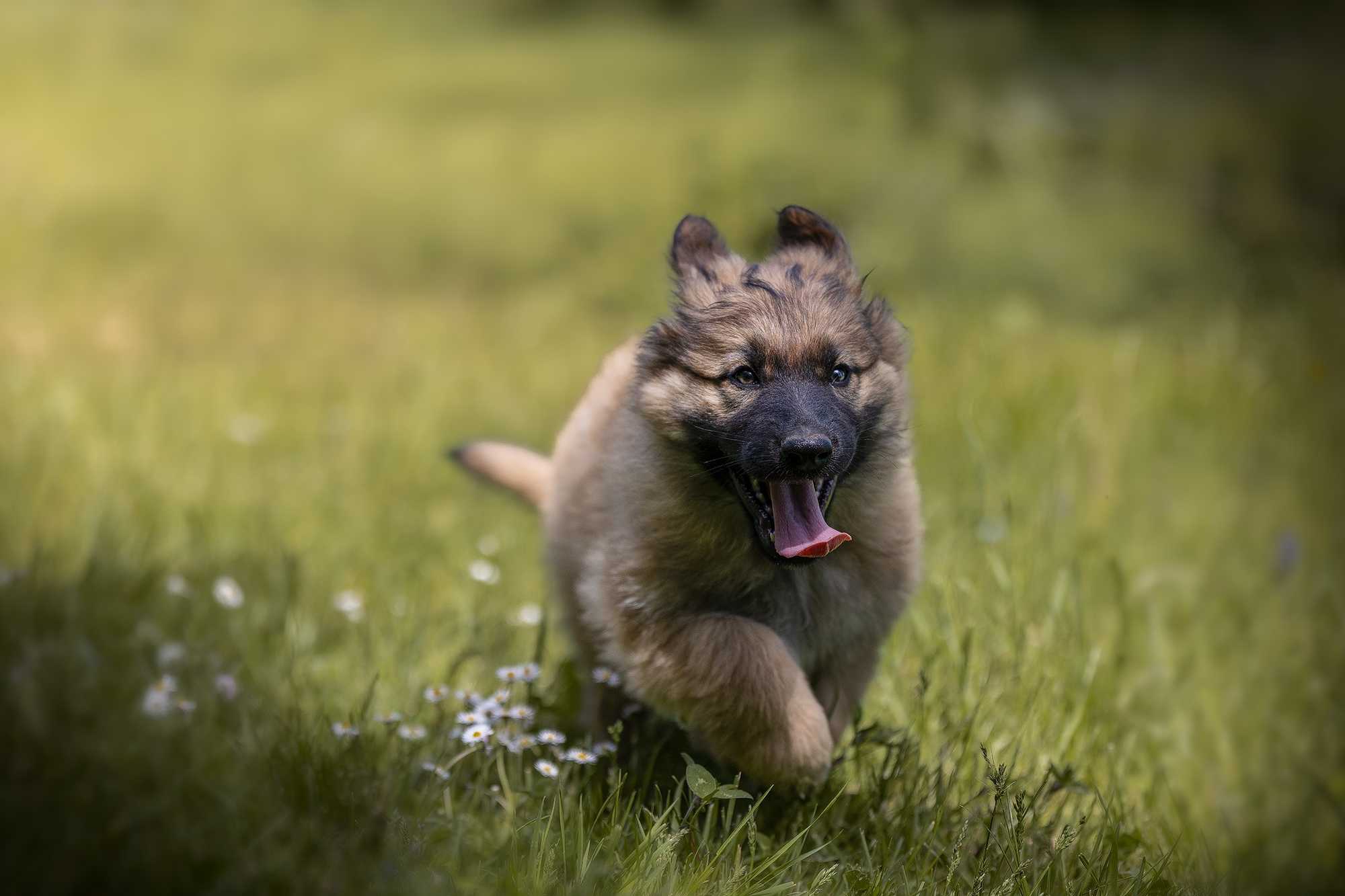Elevage canin de bergers allemands de type ancien à Saulgé
