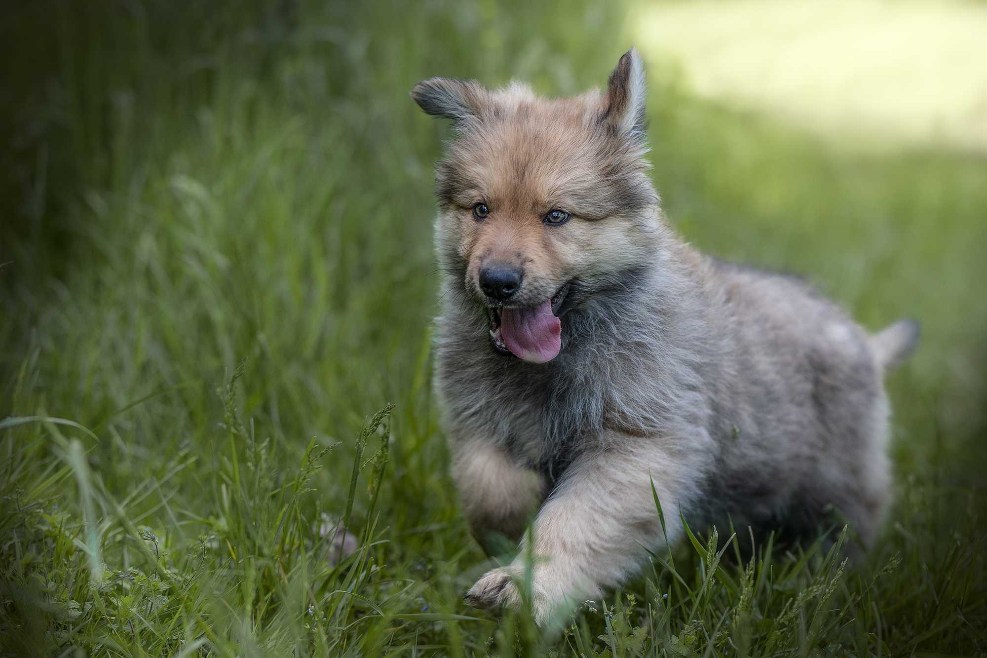 Elevage canin de bergers allemands de type ancien à Saulgé