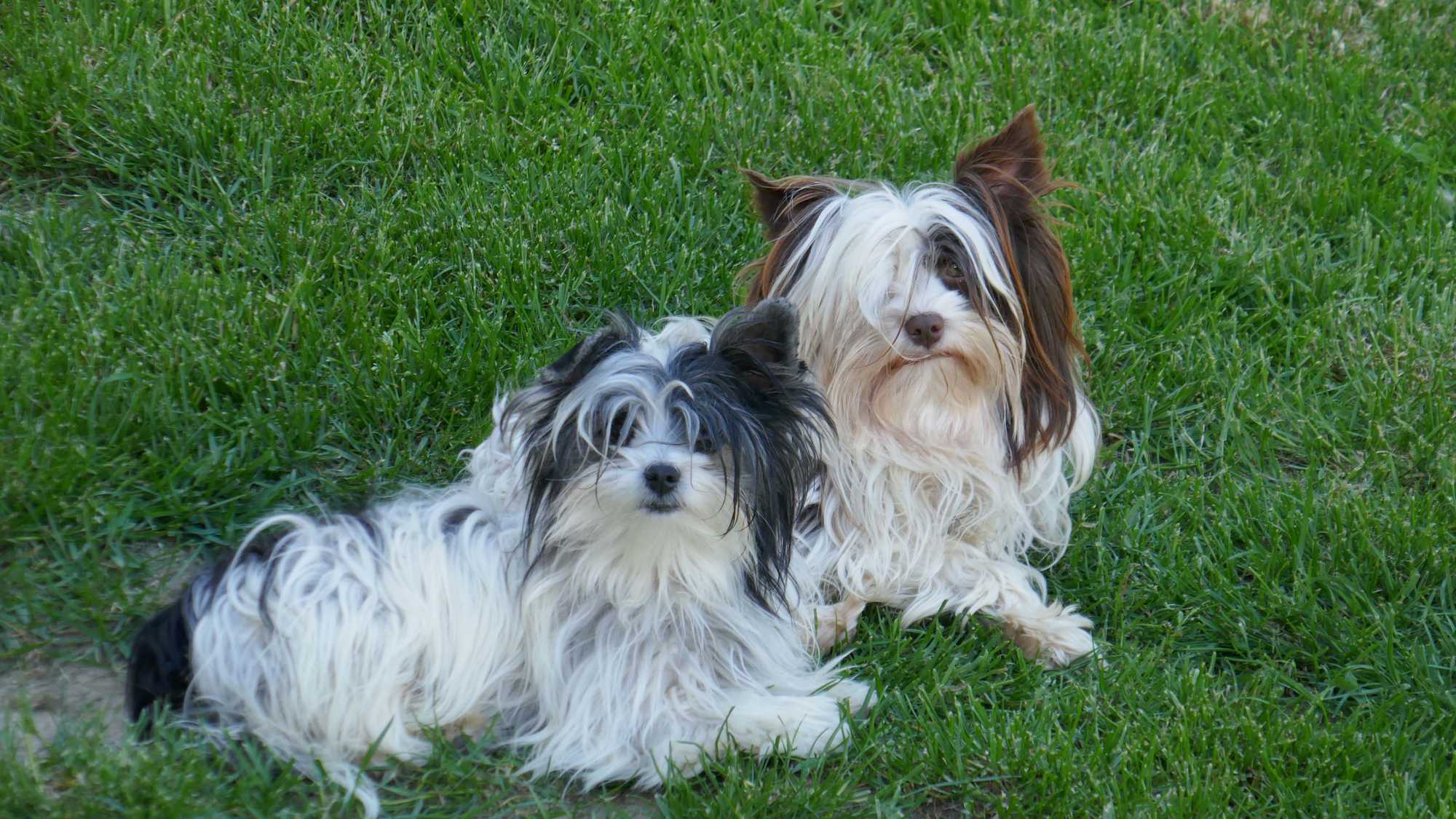 Élevage de chiot Biewer en Saône et Loire