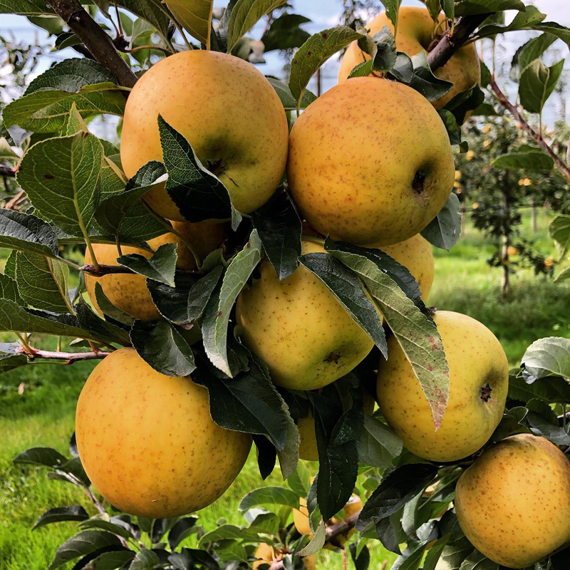 Les pommes de la ferme de Pellausy