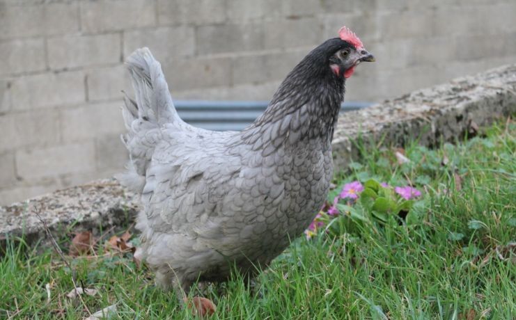 Nos poules pondeuses à La Neuville-en-Tourne-à-Fuy