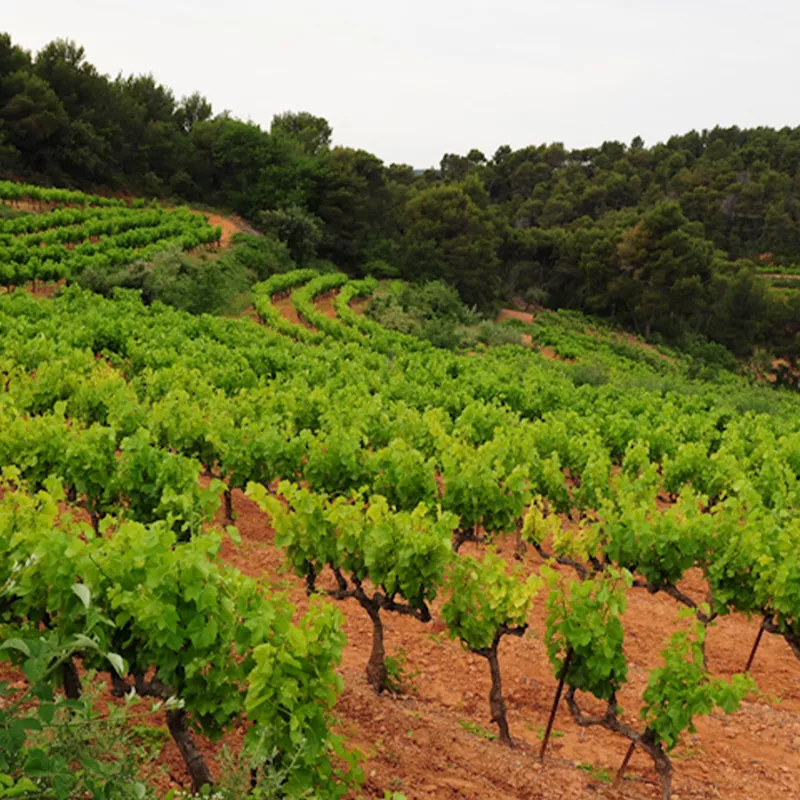 Le vignoble à Beaumes-de-Venise