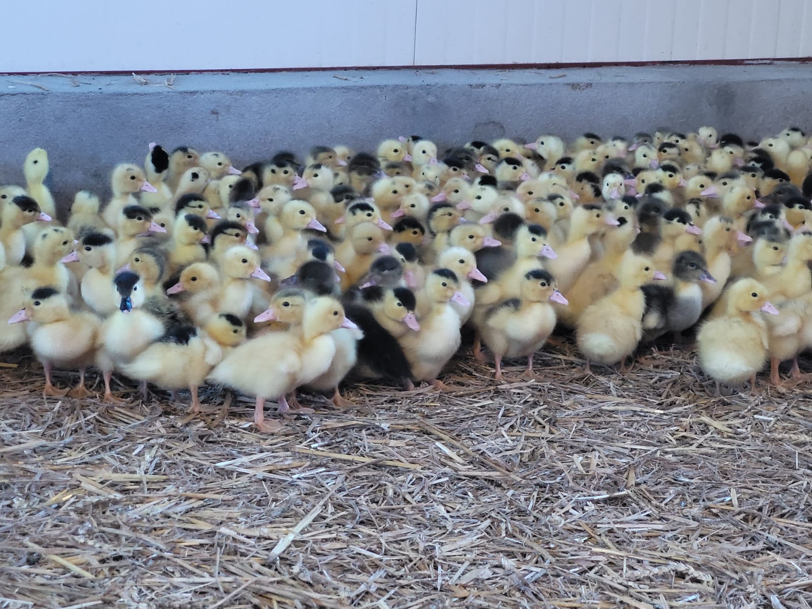 Éleveurs gaveurs de canards à Cudos – Contactez-nous