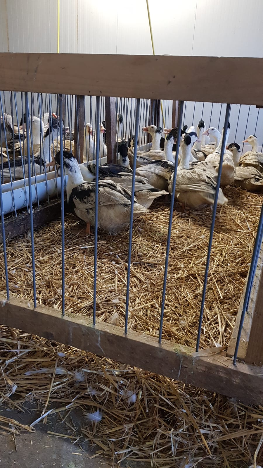 Éleveurs gaveurs de canards à Cudos – Contactez-nous