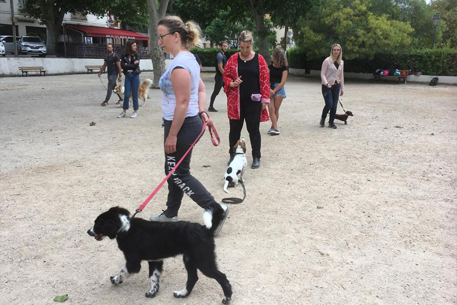 Cours collectifs et individuels pour chiens à Nice | Appelez