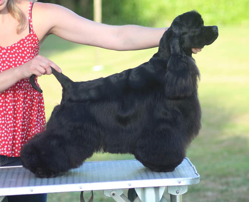 Élevage de cockers américains en Normandie