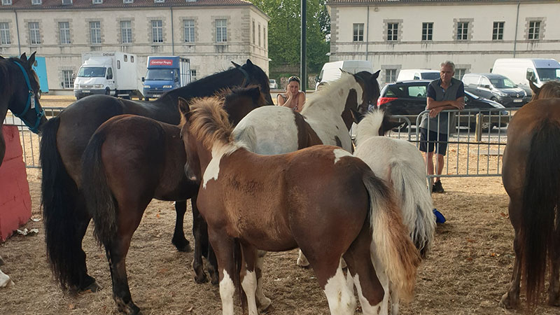 Des visites guidées à la découverte du Pottok à Ustaritz