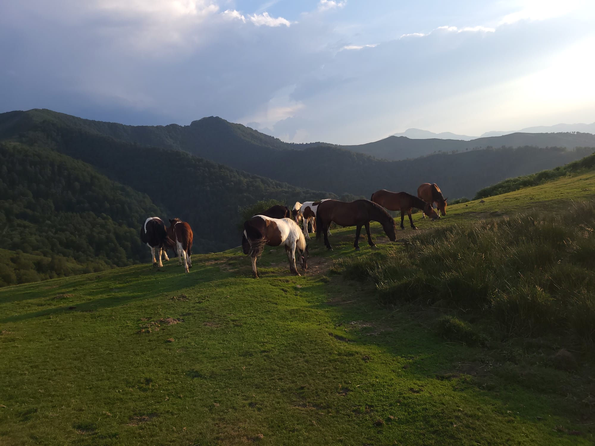 Élevage Belhaitzekoa, élevage de pottok à Ustaritz.