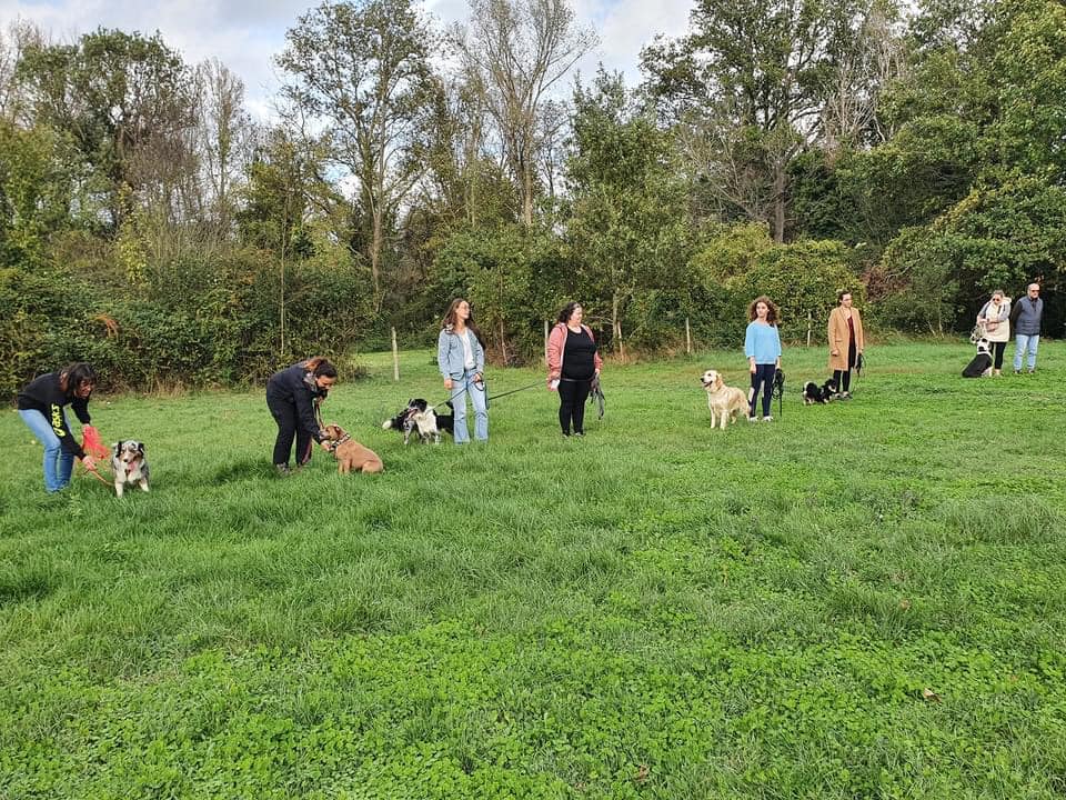 Divertissez votre chien à Chemillé-sur-Dême – Contactez-moi