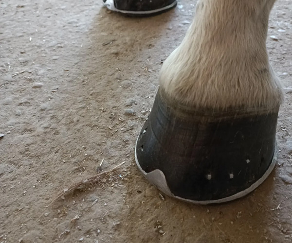 Soin orthopédiques pour chevaux à Bersac-sur-Rivalier