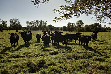 Vente de viande de boeuf Angus