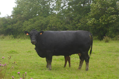 Retrouvez la race de boeuf Angus à La Ferme de la Petite Lande
