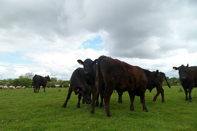 Retrouvez la race de boeuf Angus à La Ferme de la Petite Lande