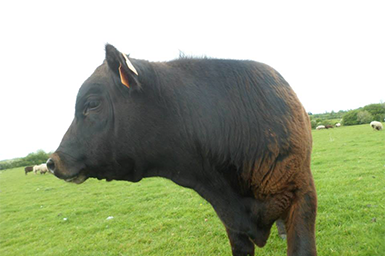Retrouvez la race de boeuf Angus à La Ferme de la Petite Lande