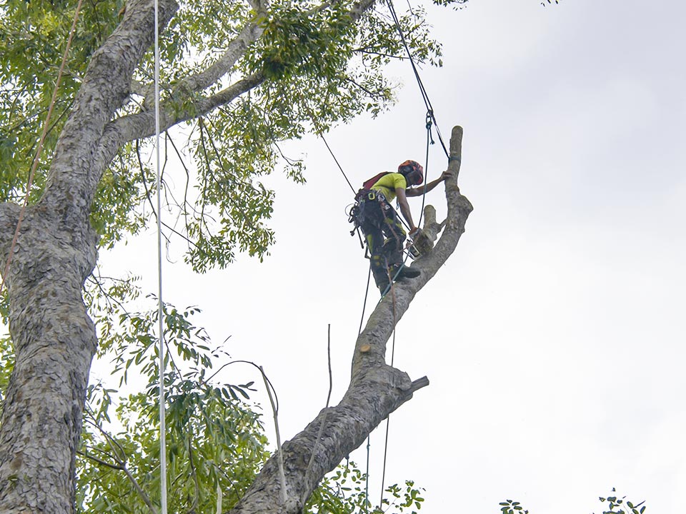Travaux de câblage et d'haubanage à Saint-Bonnet-en-Bresse