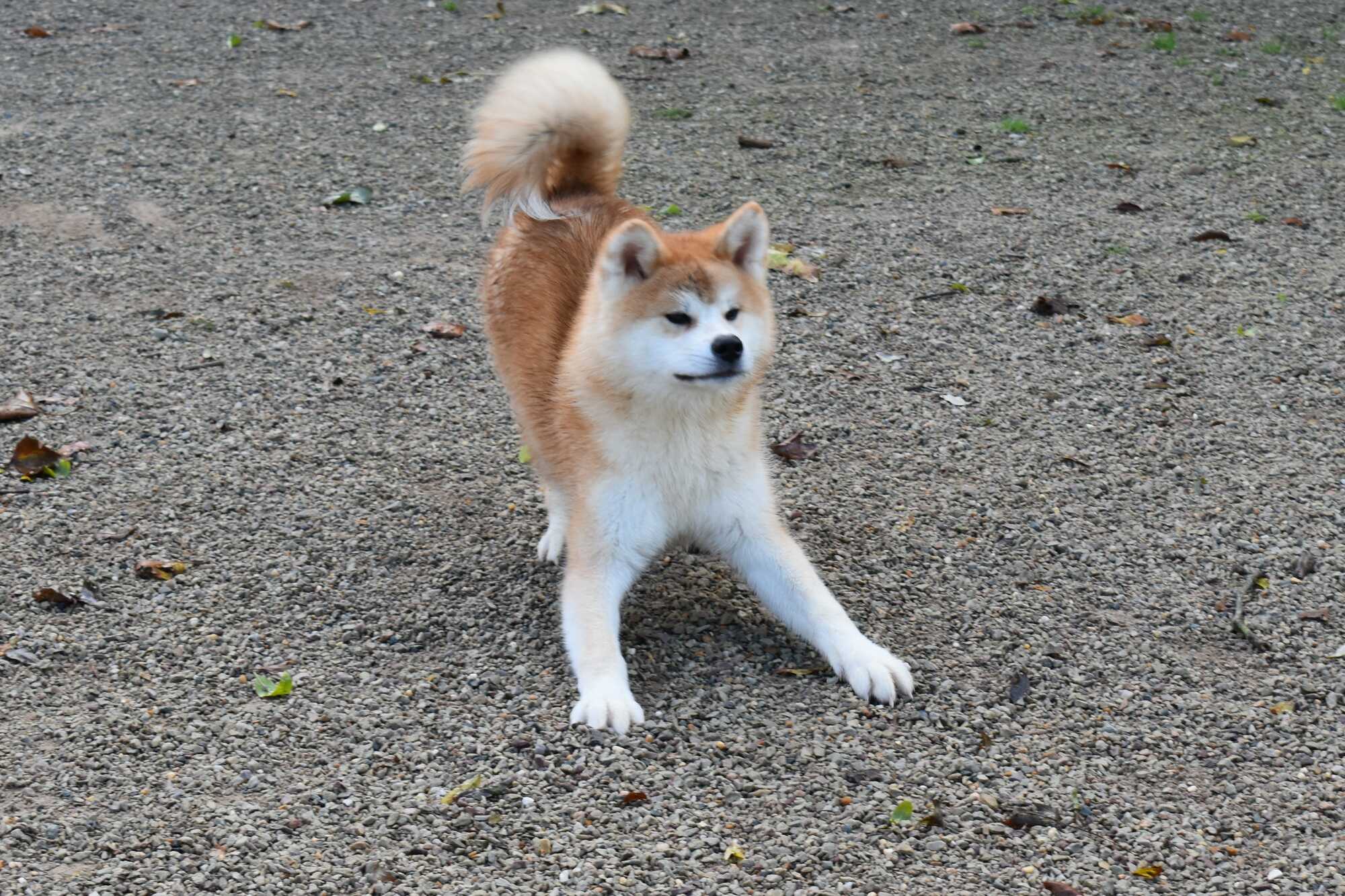 Élevage d’Akita Inu à Bonnefoi