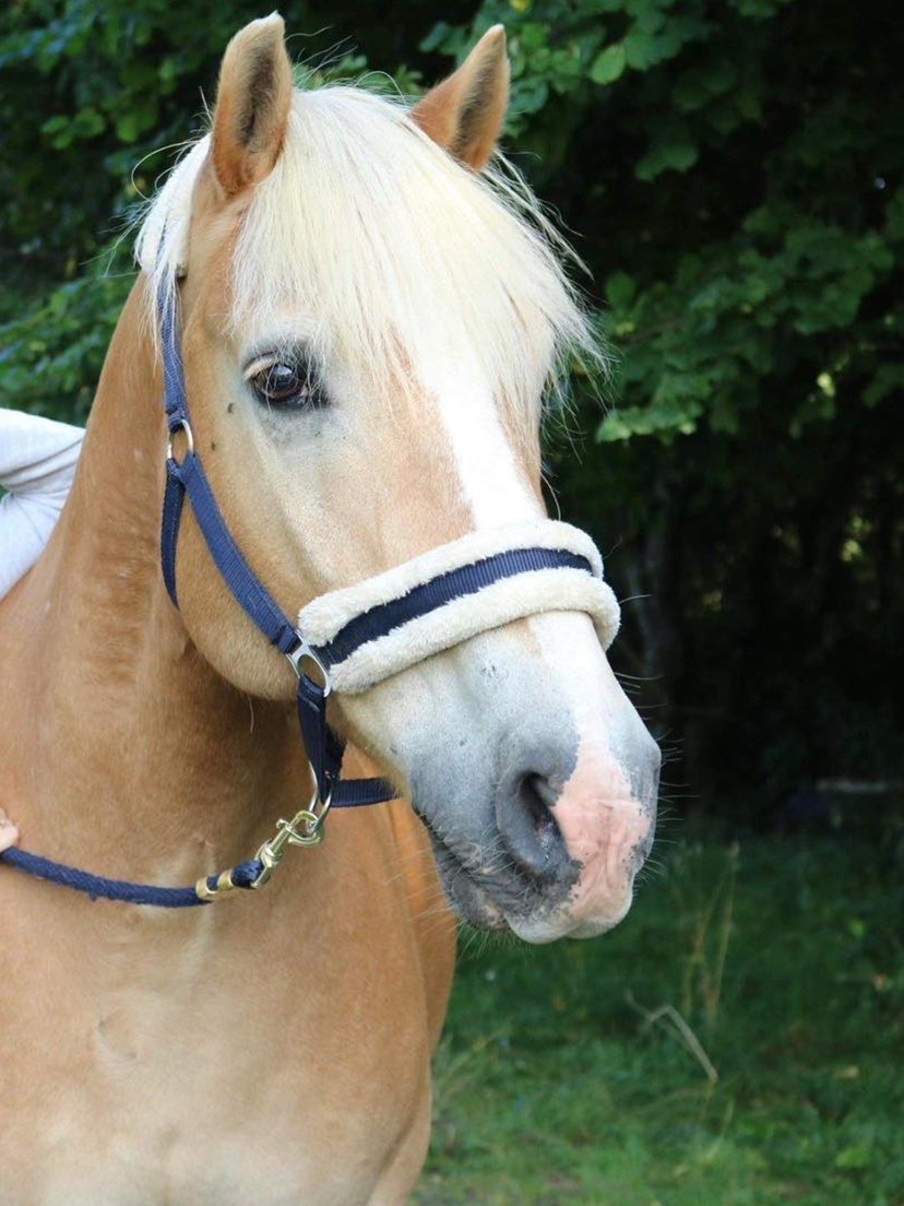 Pension équestre à Charbonnières-les-Varennes