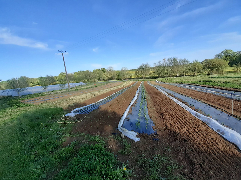 Maraîchers et producteurs horticoles à Rouy