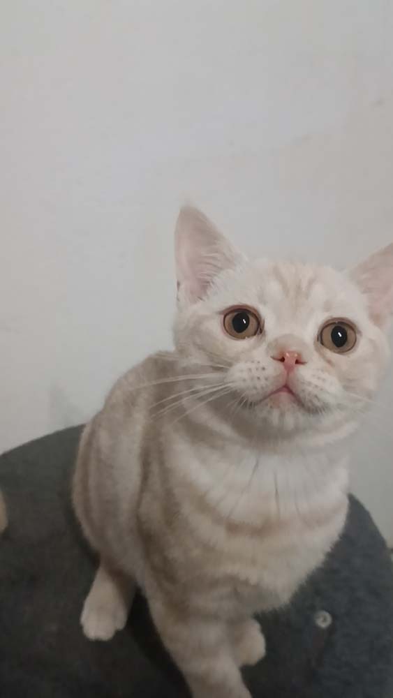 Élevage de chats American Shorthair à La Poterie-Cap-d'Antifer