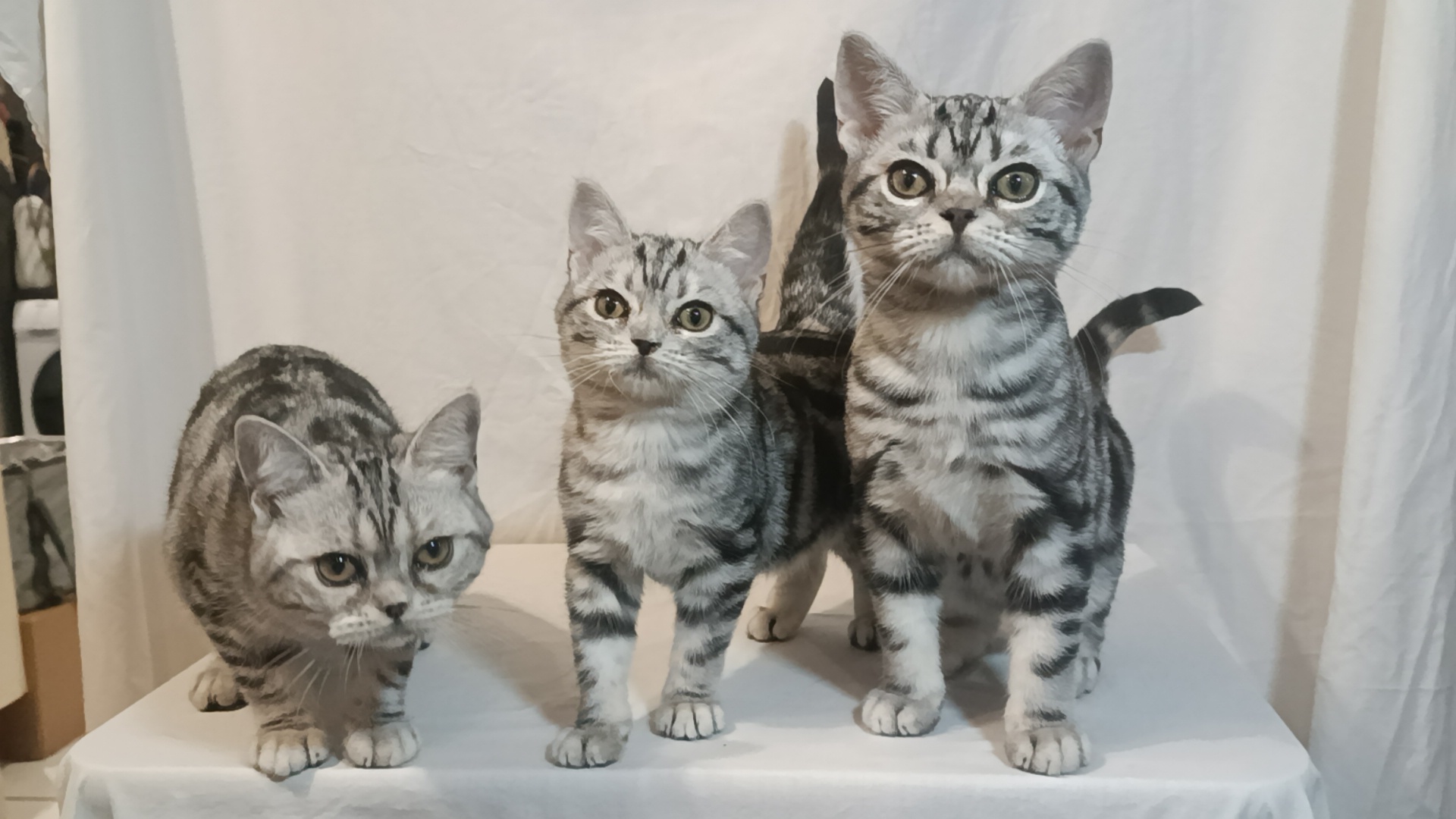 Élevage de chatons American Shorthair à La Poterie-Cap-d'Antifer