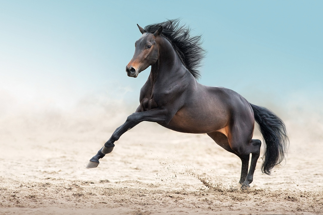 Étalons sélectionnés en Normandie | Éleveur depuis 4 ans